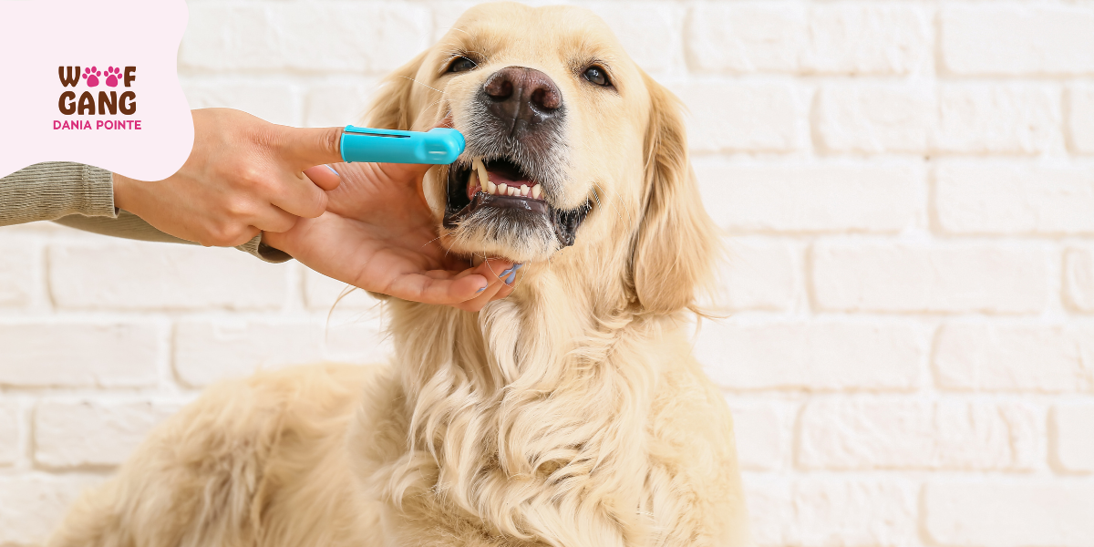Top tips for dog dental hygiene: achieve a fresh doggy smile – Woof ...