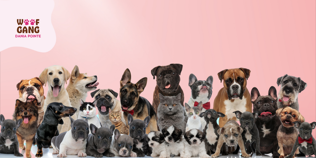 The perfect look: Dog breeds and their unique grooming needs – Woof ...